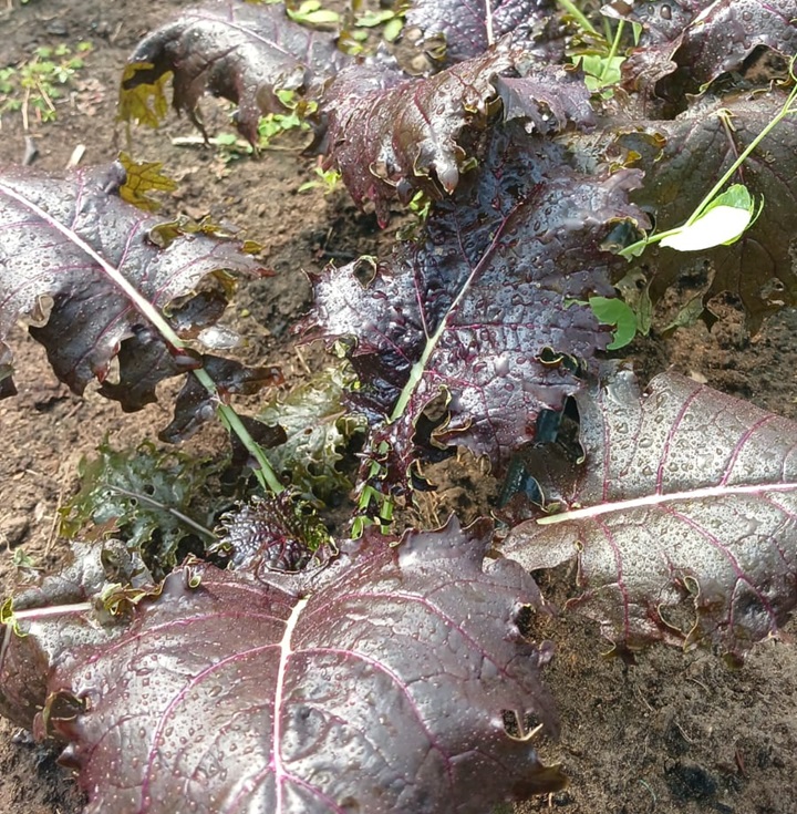 Kale – Red Ruble SP – Organic Footprints